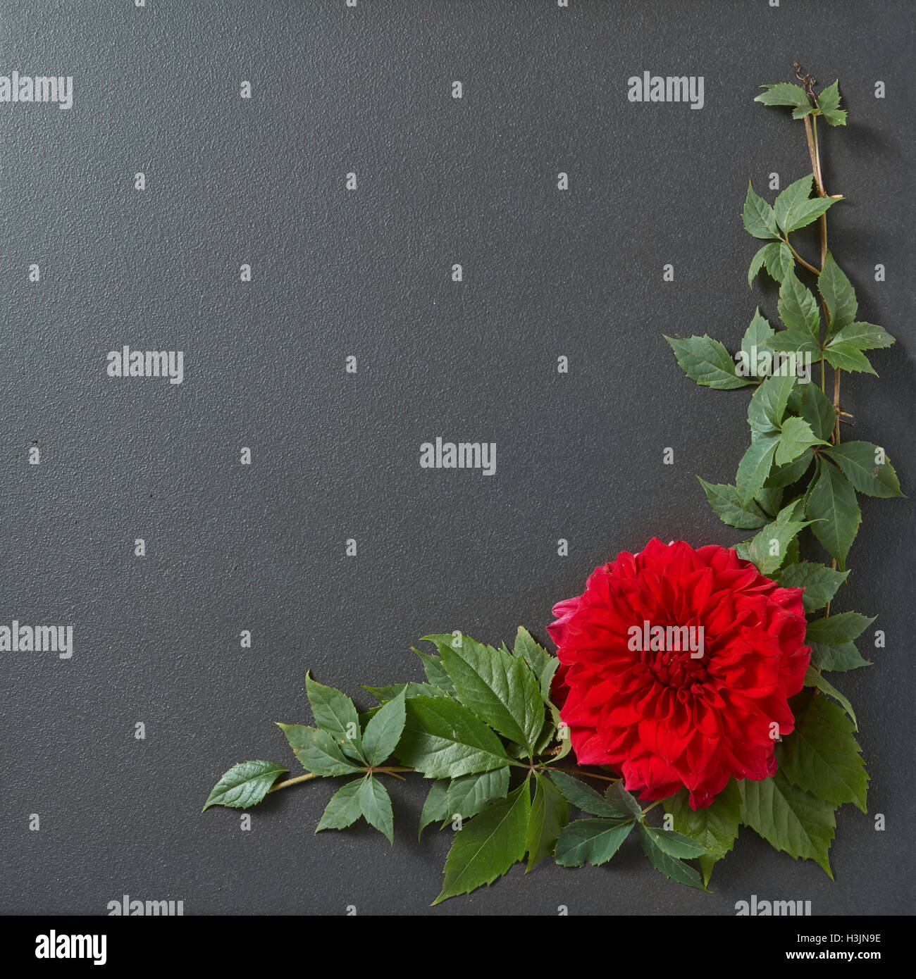 Flower Border Design Stock Photo - Alamy