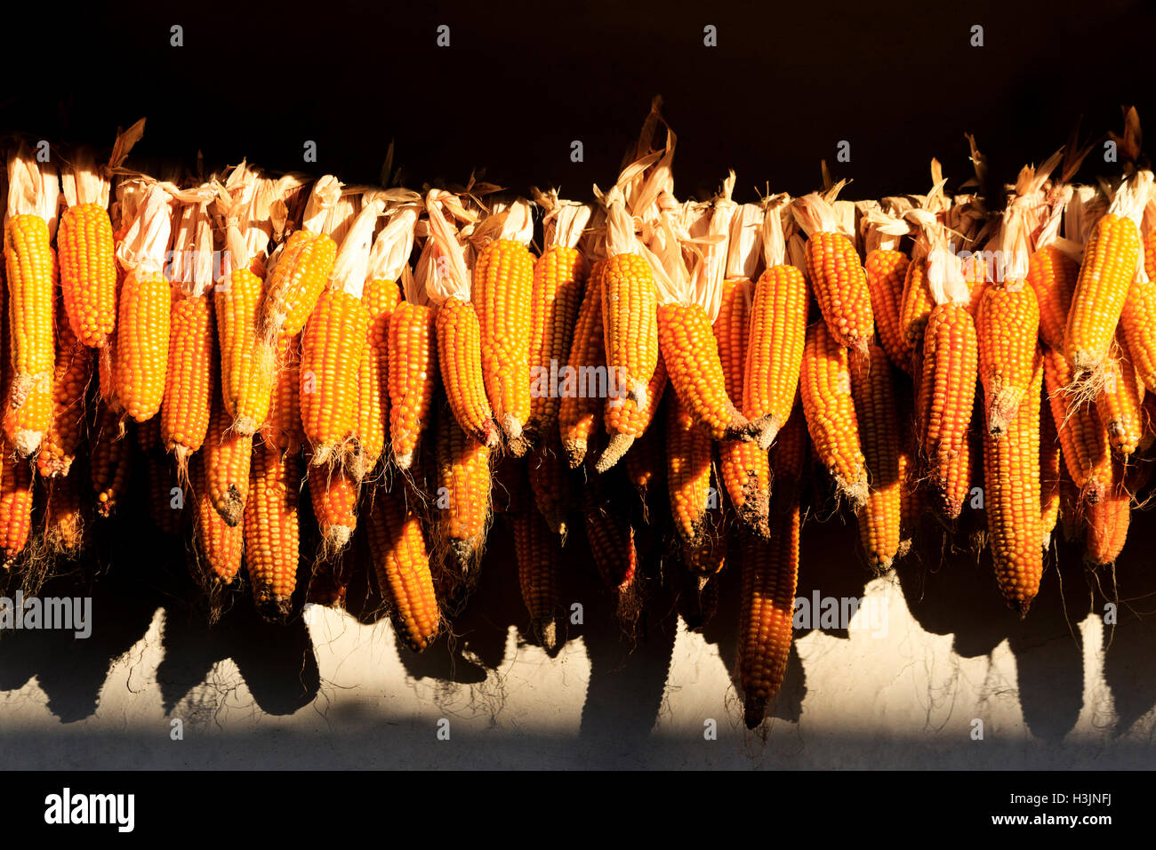 organic maize crop,corn autumn harvest Stock Photo - Alamy
