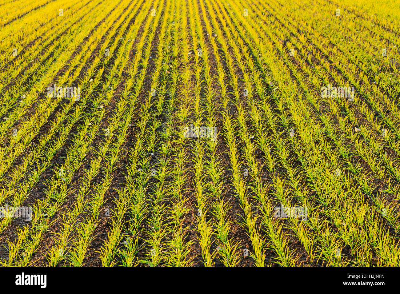 Autumn sowing of wheat fields, winter wheat, wheat stairs Stock Photo ...