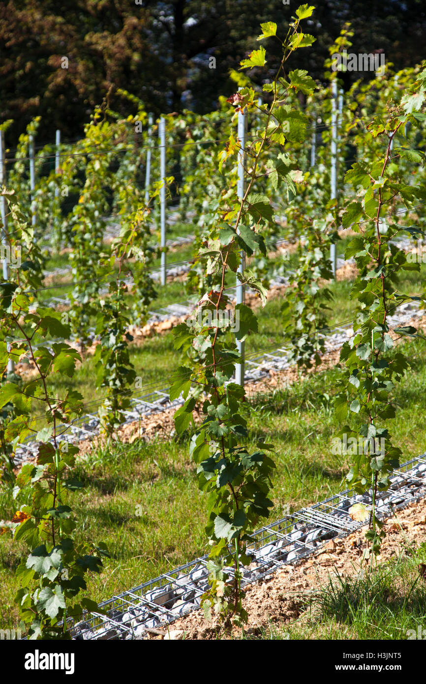Modern Vineyard High Resolution Stock Photography and Images - Alamy