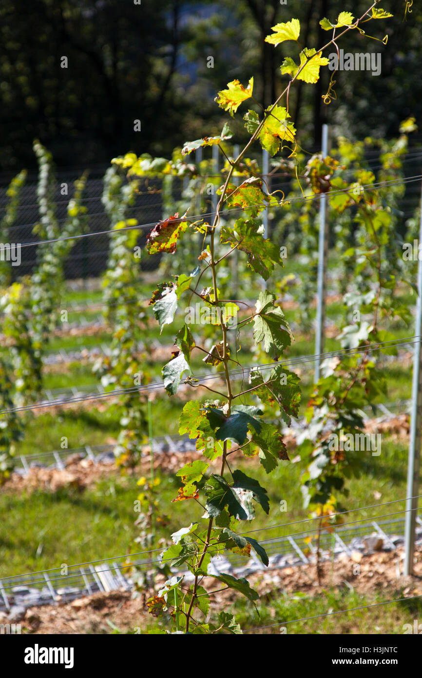 Modern Vineyard High Resolution Stock Photography and Images - Alamy