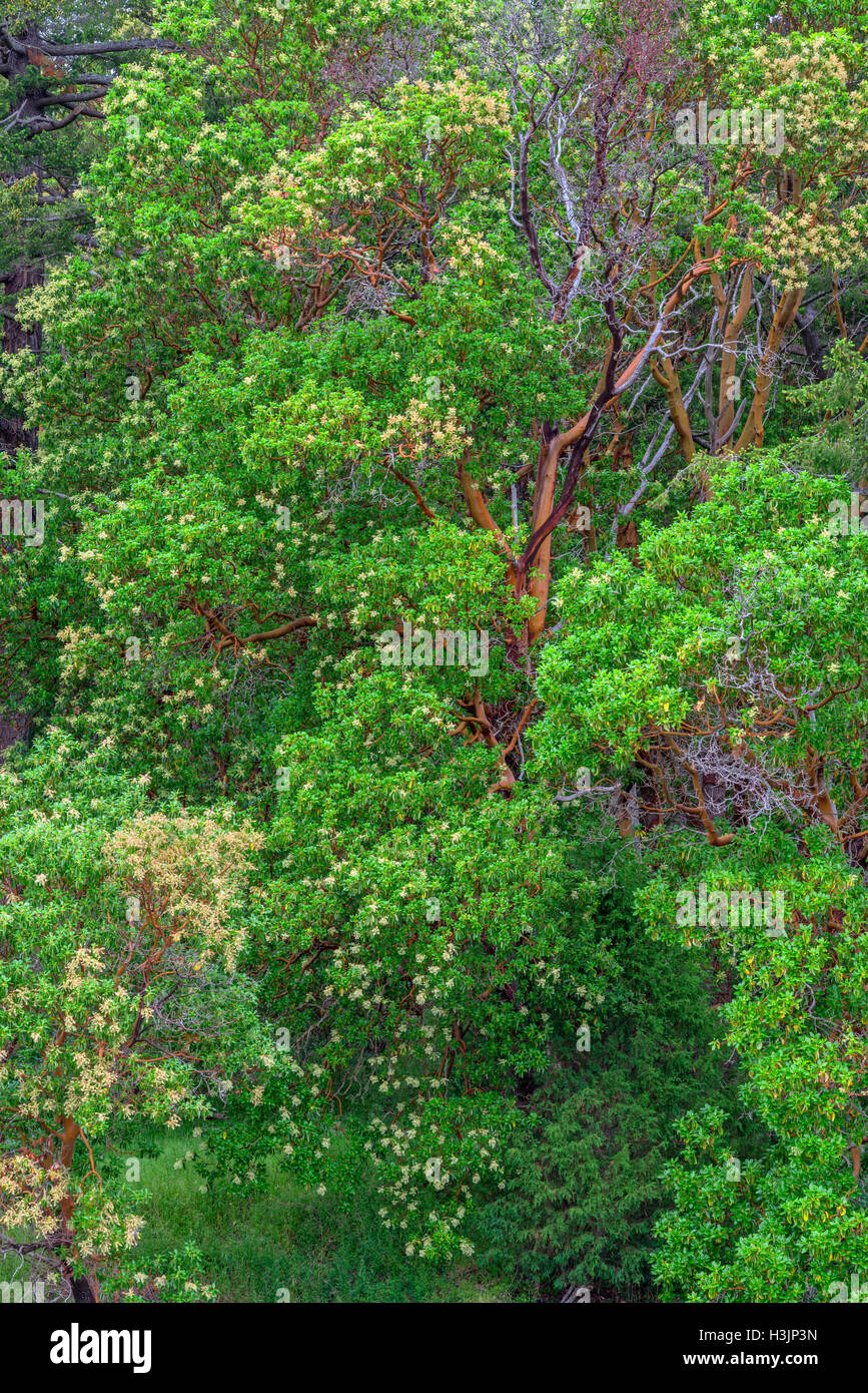 Madrone tree hi-res stock photography and images - Alamy