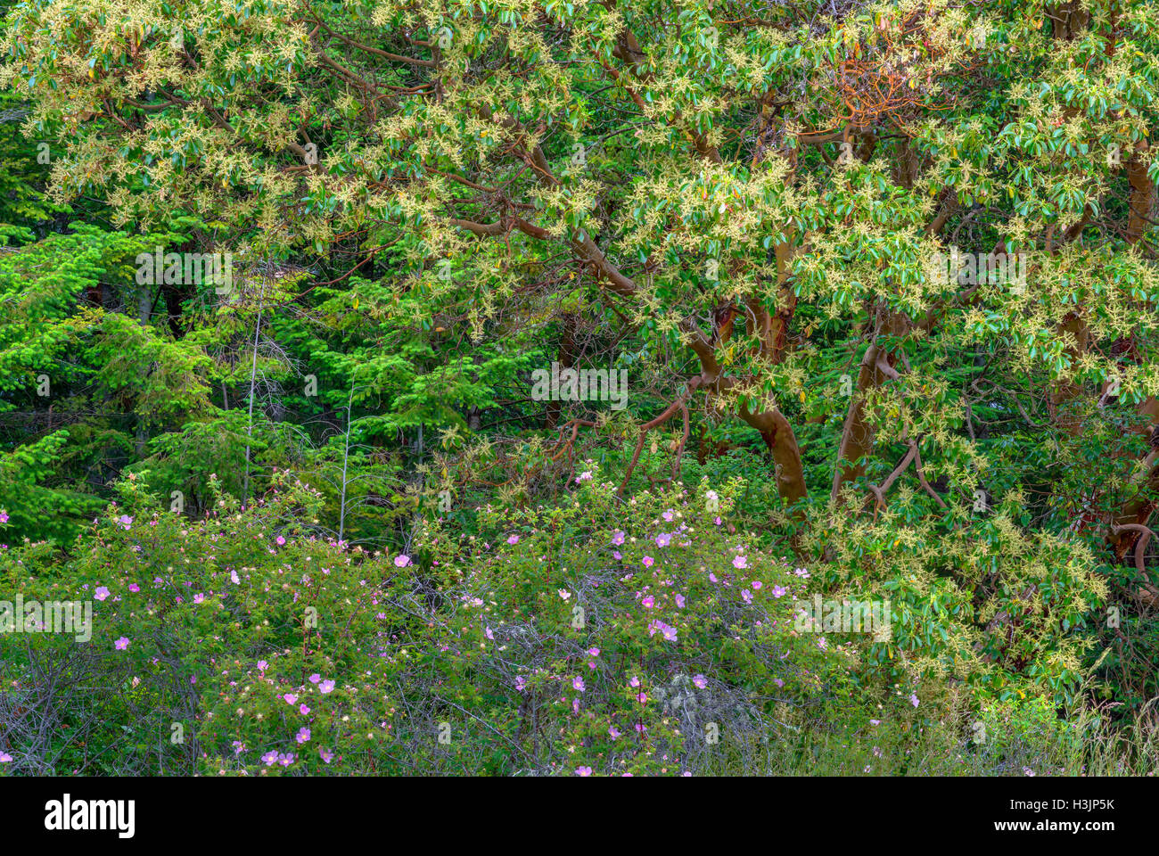 USA, Washington, San Juan Island National Historical Park, English Camp ...