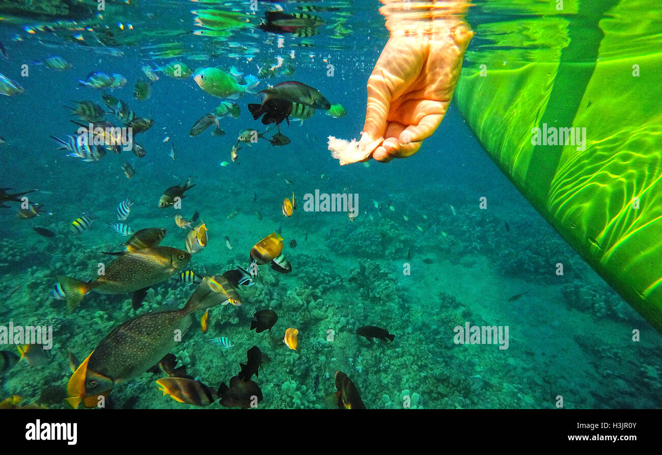 Coral Wildlife in Bali Indonesia underwater colorful fish Stock Photo ...