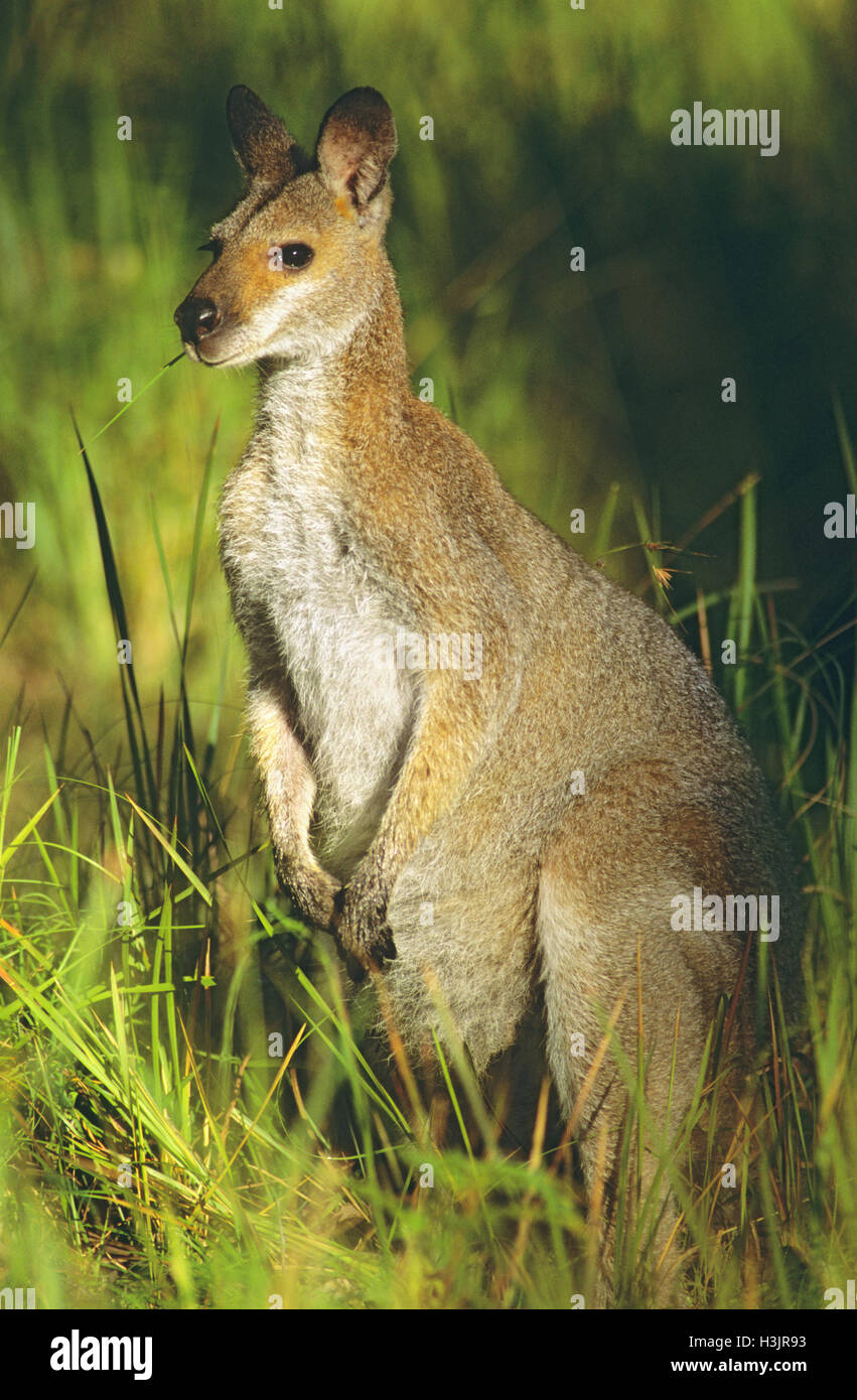 Red-necked wallaby ]''''''' Stock Photo - Alamy