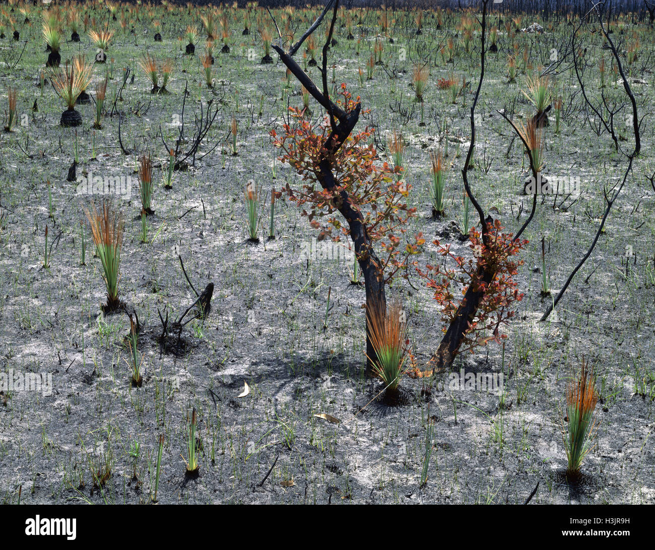 Bushfire wildfire regeneration regrowth hi-res stock photography and ...