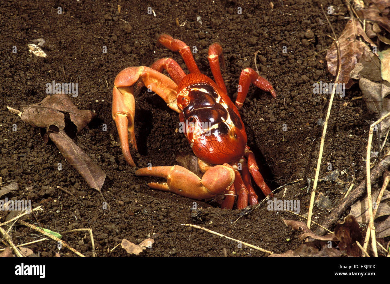 Christmas island red crab burrowing hi-res stock photography and images ...