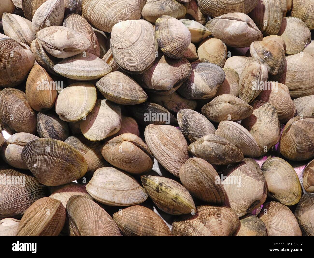Short necked clam hi-res stock photography and images - Alamy