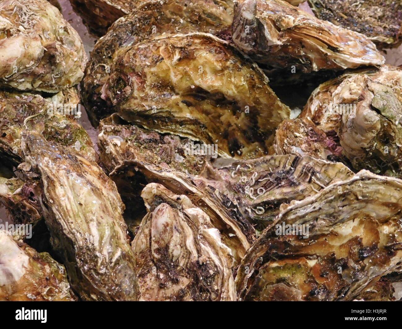 Texture of oysters Stock Photo - Alamy