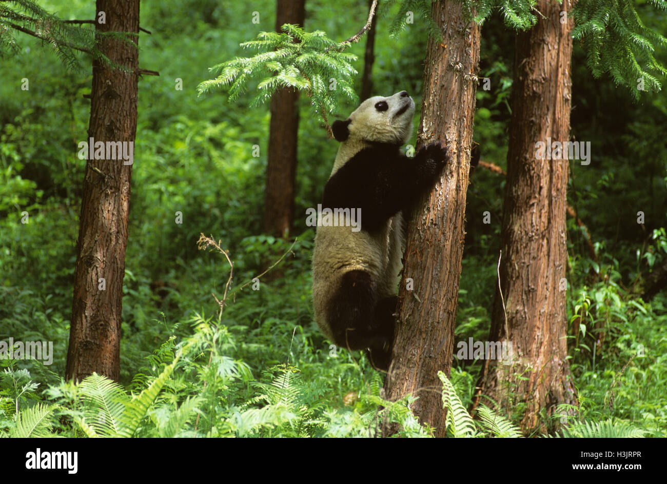 Giant panda (Ailuropoda melanoleuca Stock Photo - Alamy