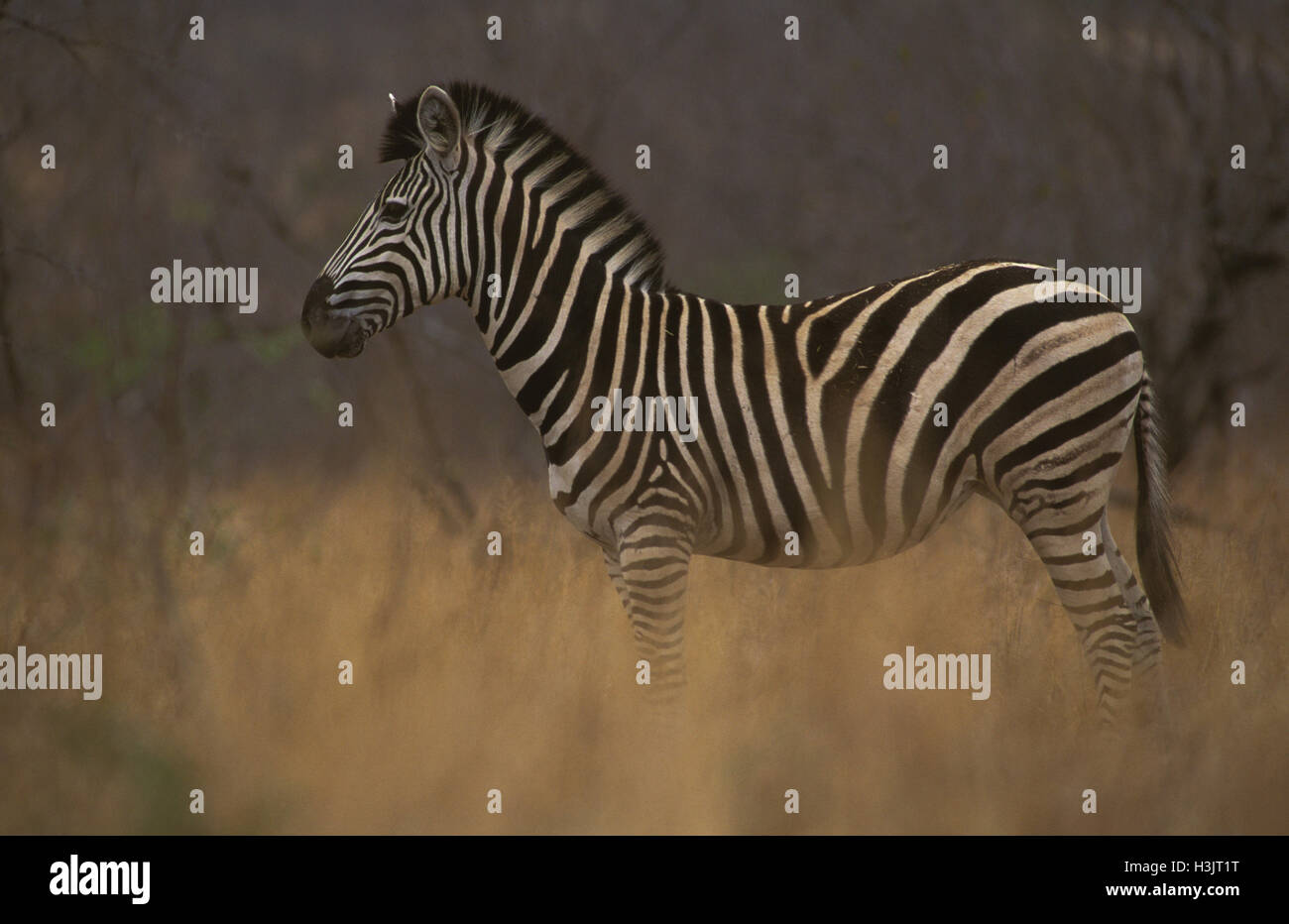 Sideon hi-res stock photography and images - Alamy