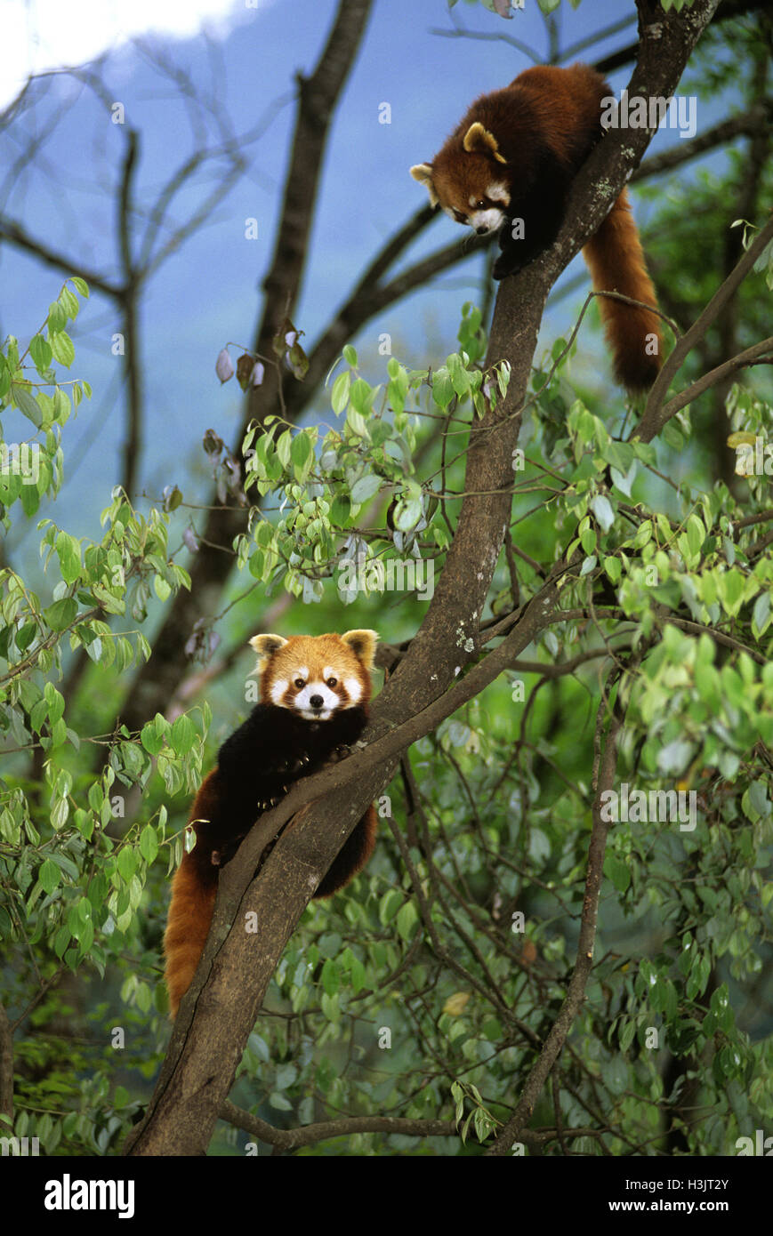 Red panda (Ailurus fulgens Stock Photo - Alamy