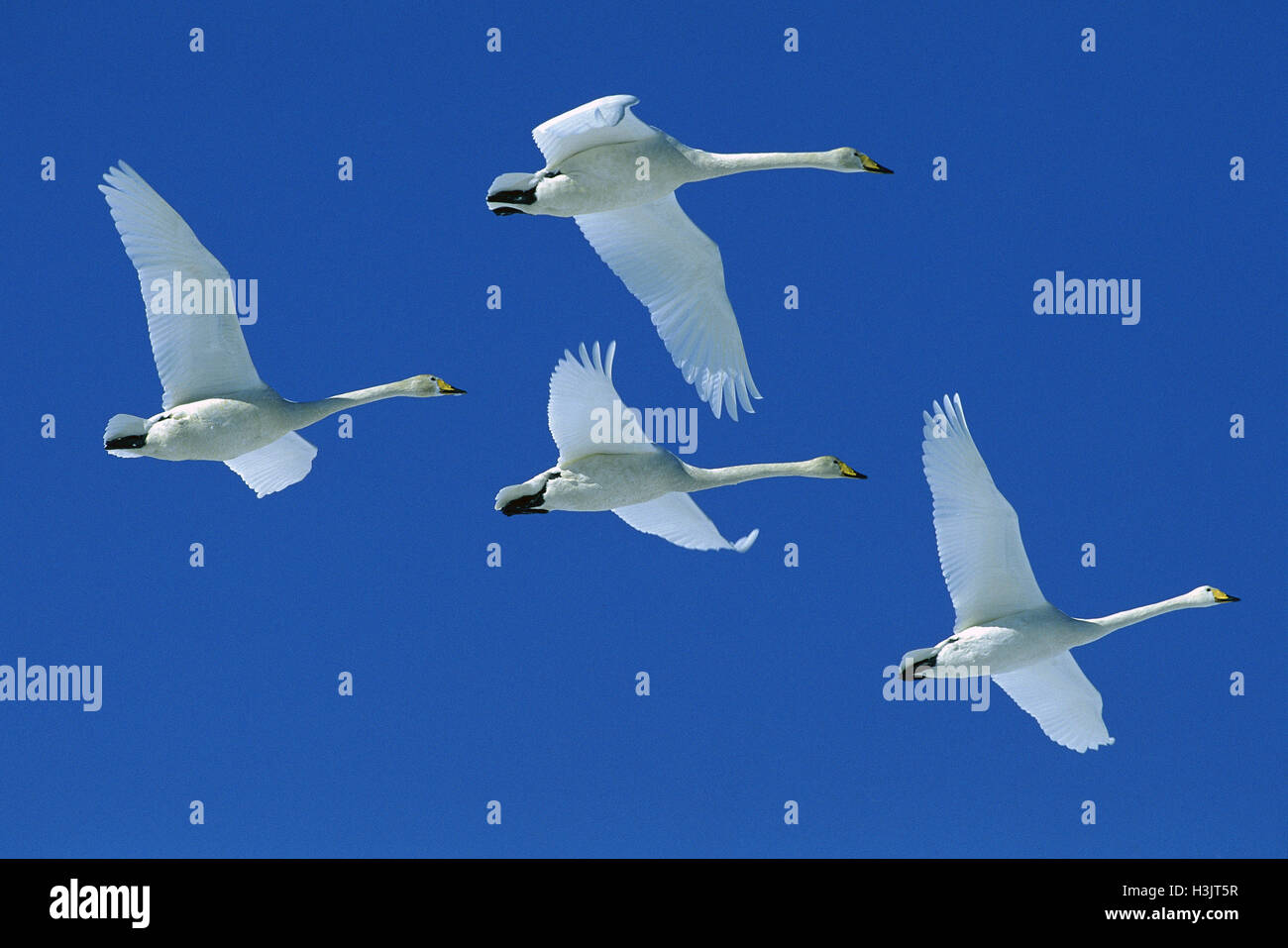 Formation of swan hi-res stock photography and images - Alamy