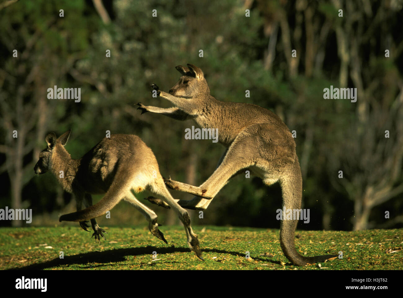 Eastern grey kangaroo (Macropus giganteus Stock Photo - Alamy