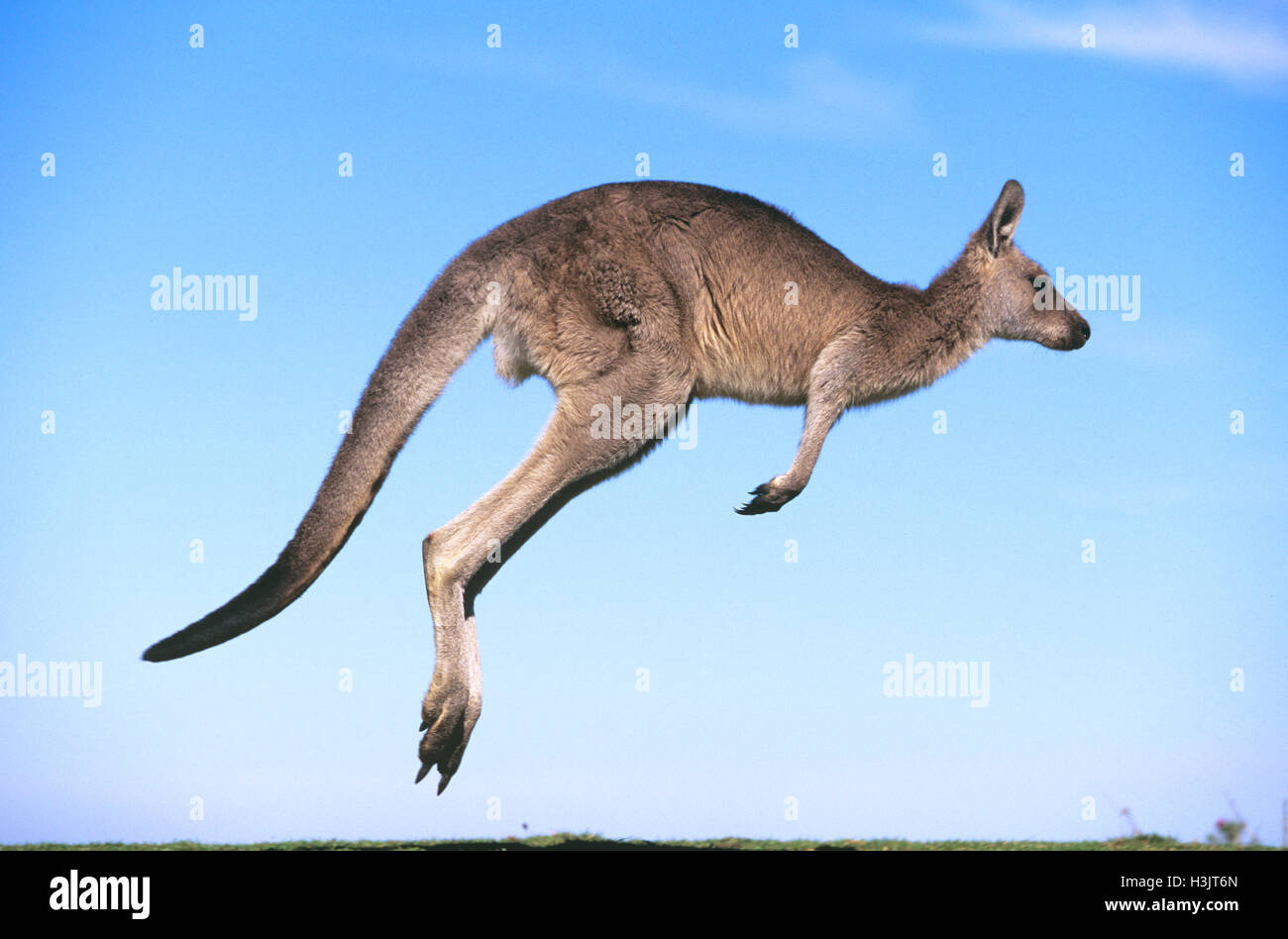 Locomotion hi-res stock photography and images - Alamy