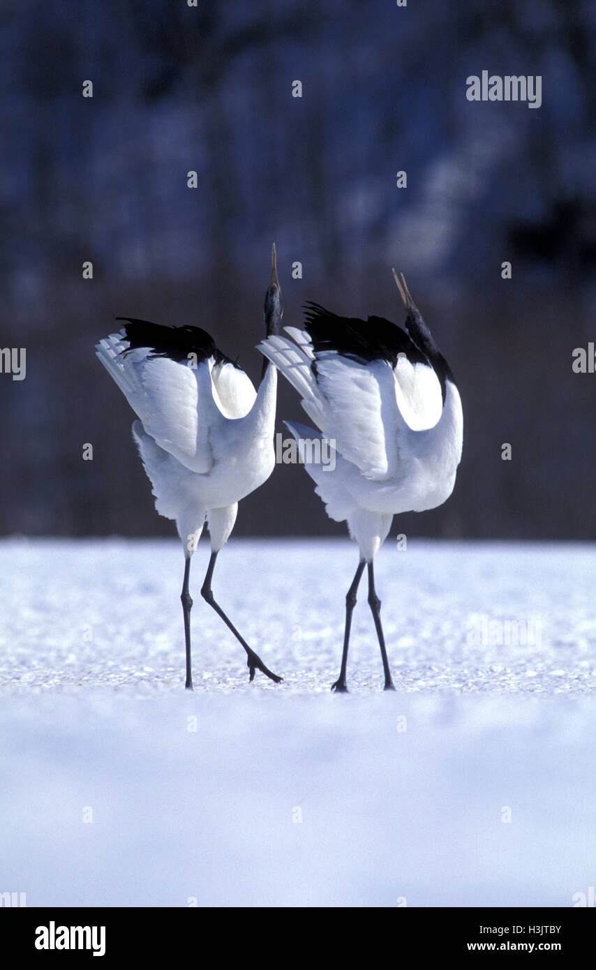 Red crowned crane courting hi-res stock photography and images - Alamy