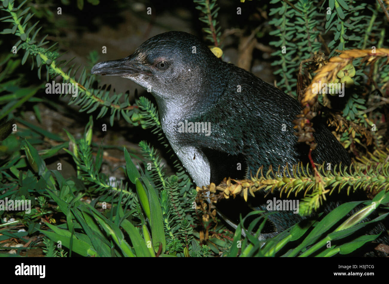 Little penguin (Eudyptula minor Stock Photo - Alamy