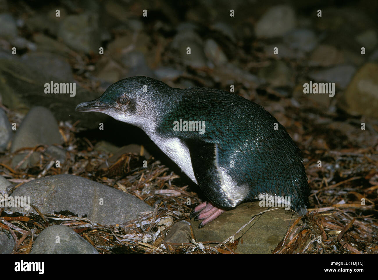 Little penguin (Eudyptula minor Stock Photo - Alamy