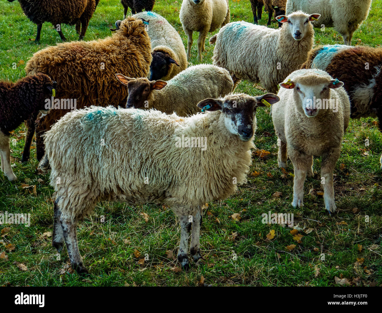 sheep, uk, field, farm, england, countryside, english, grazing ...
