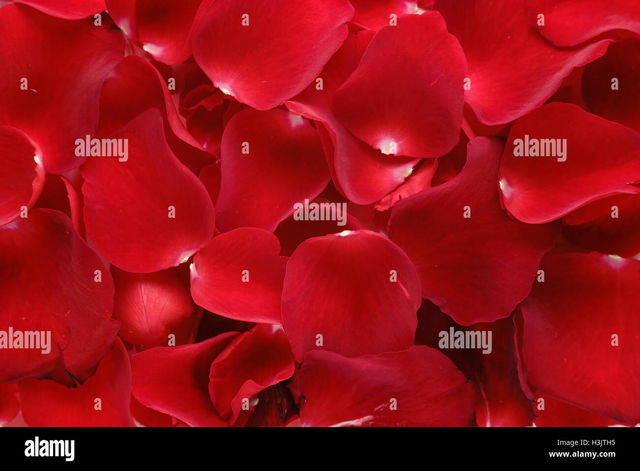 Beautiful woman rose petals hi-res stock photography and images - Alamy
