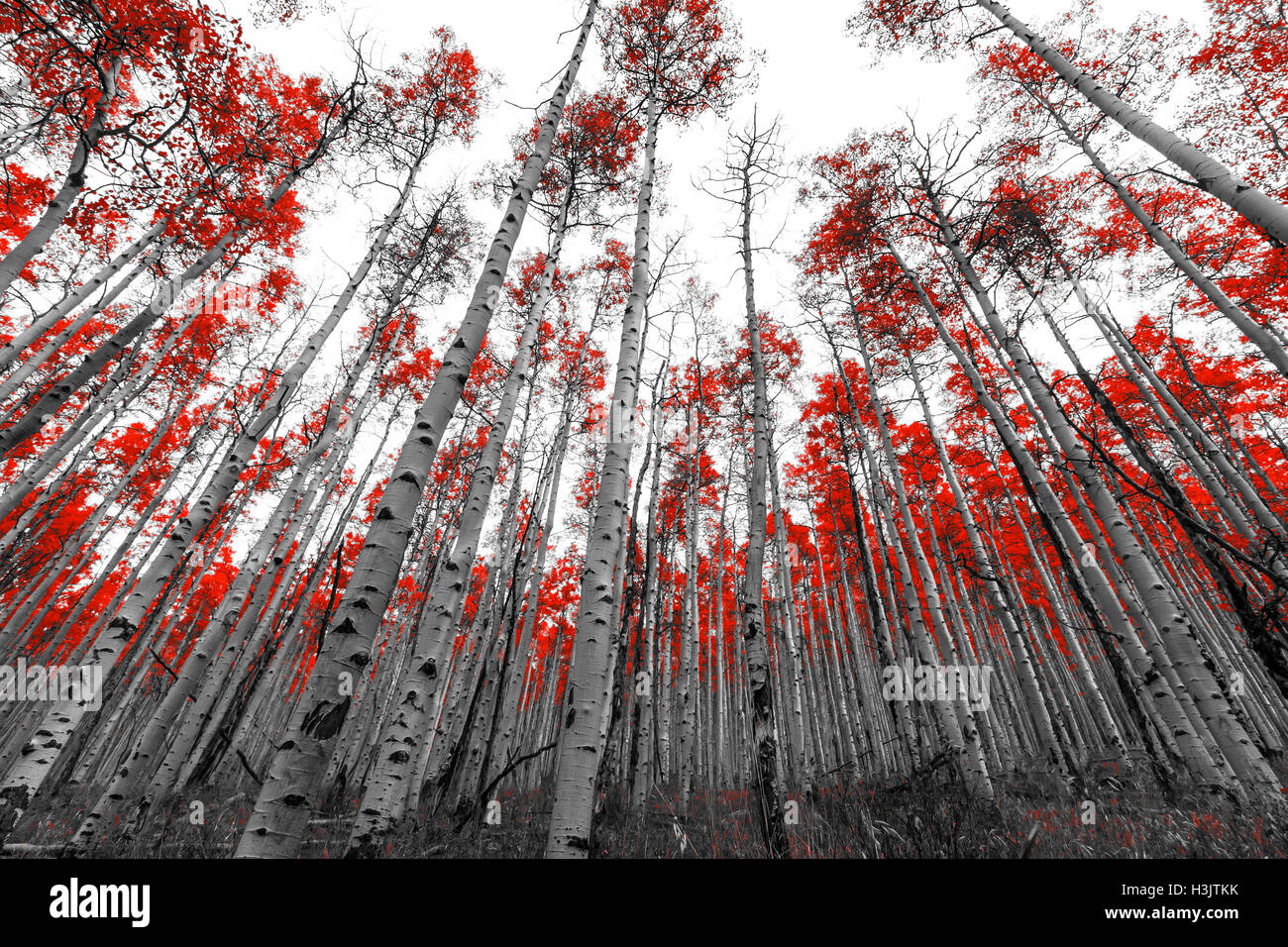 Tall forest of red leaf trees in black and white landscape Stock Photo ...