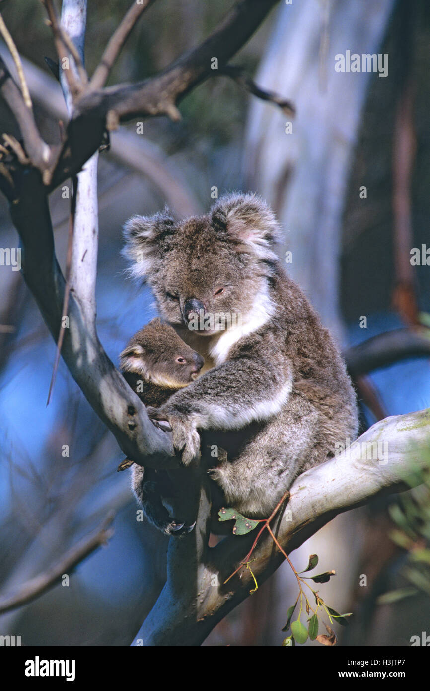 Koala (Phascolarctos cinereus Stock Photo - Alamy
