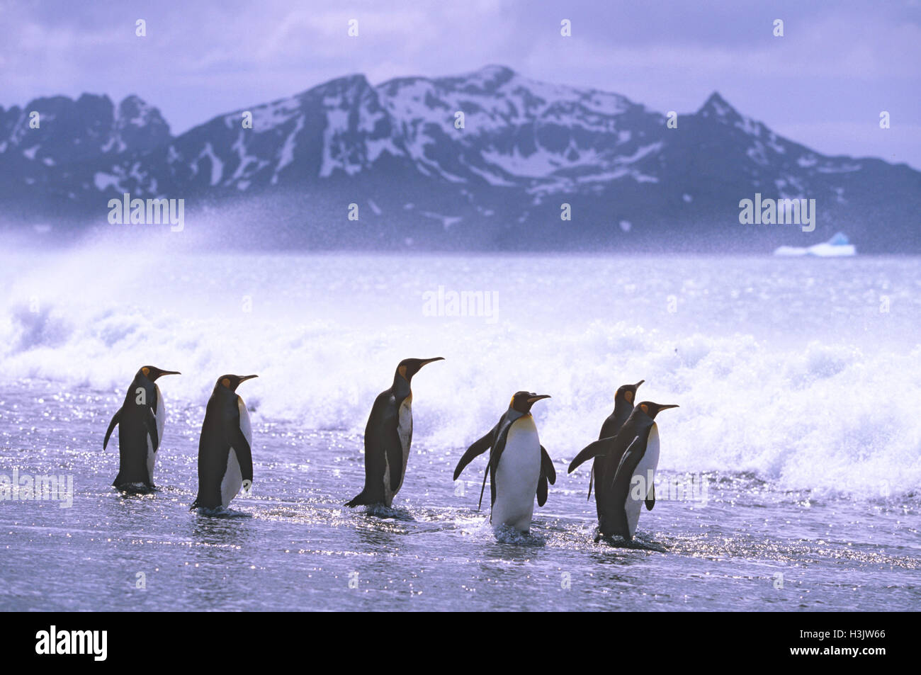 King penguin (Aptenodytes patagonicus Stock Photo - Alamy