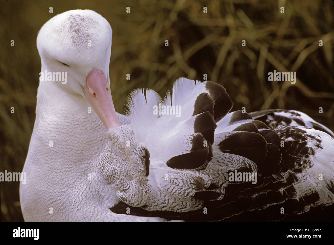 Wandering albatross (Diomedea exulans Stock Photo - Alamy