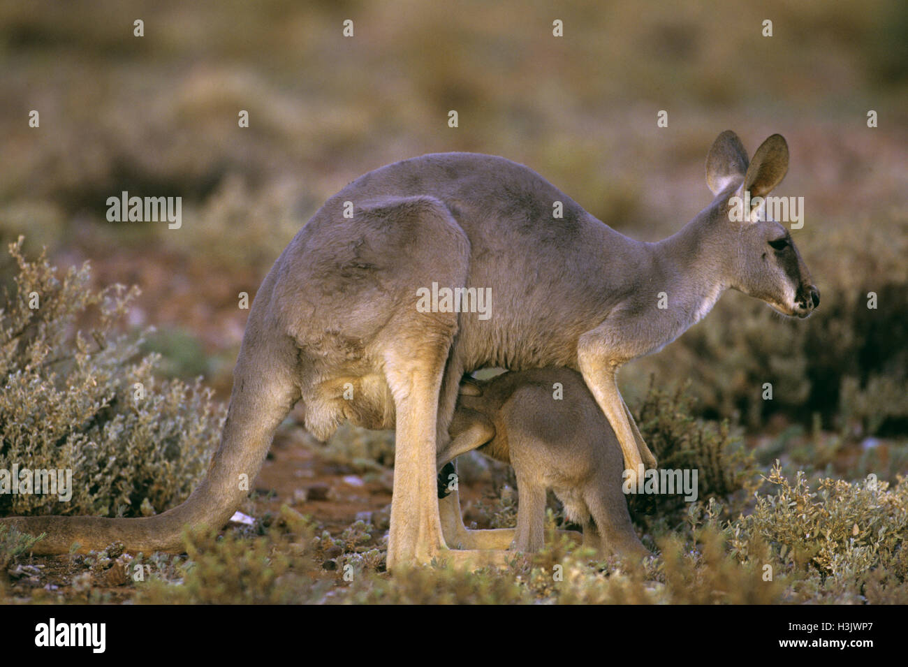 Cute baby kangaroo hi-res stock photography and images - Alamy