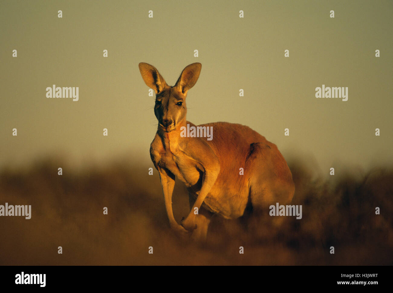 Male red kangaroo muscular hi-res stock photography and images - Alamy