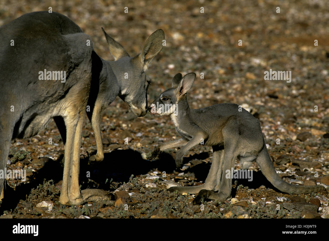 Red kangaroo (Macropus rufus Stock Photo - Alamy