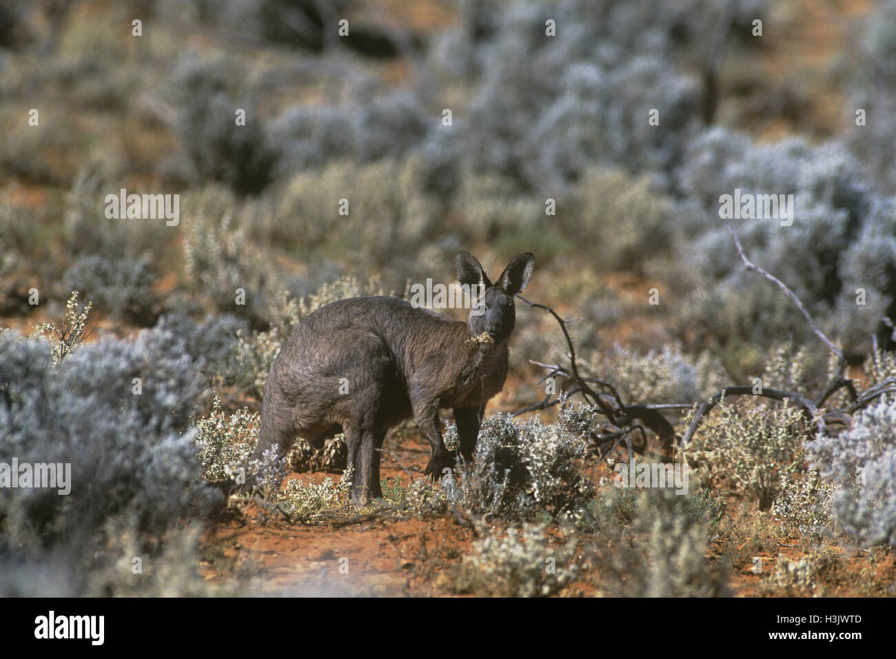 Euro or Wallaroo (Macropus robustus erubescens Stock Photo - Alamy