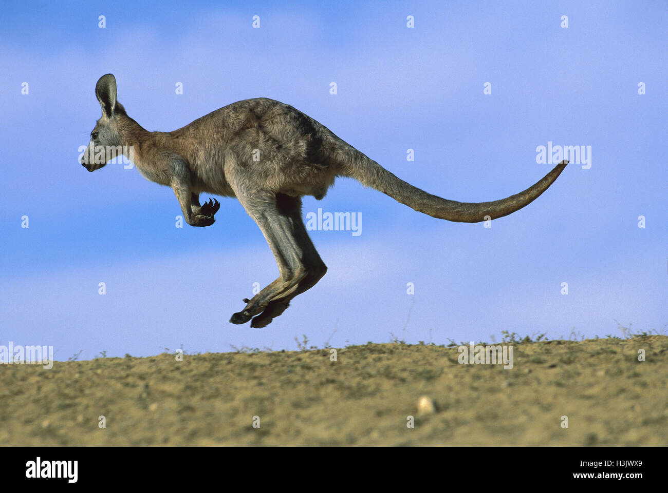 Wallaby hopping hi-res stock photography and images - Alamy