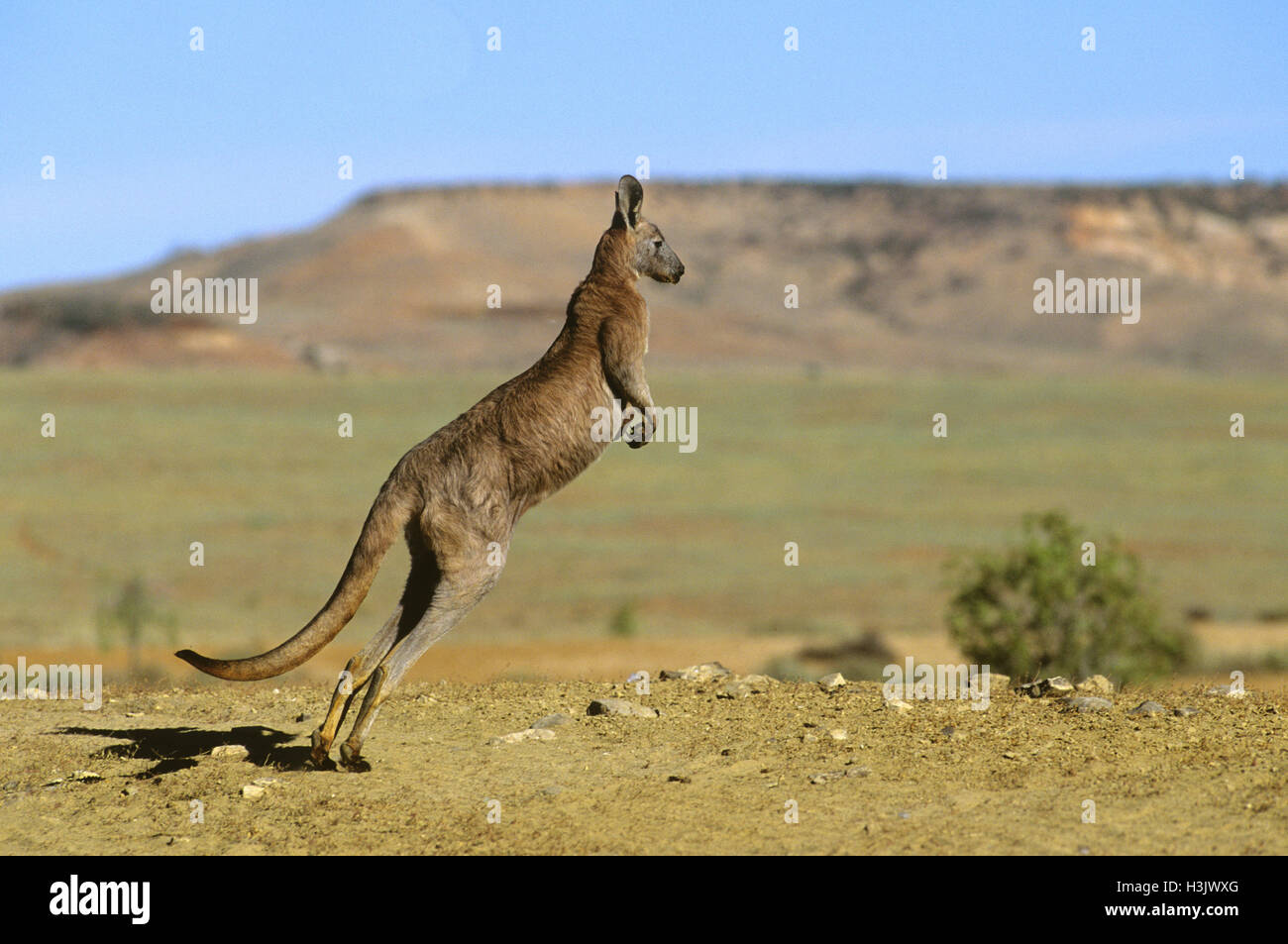 Macropus Robustus Euro Wallaroo High Resolution Stock Photography and ...