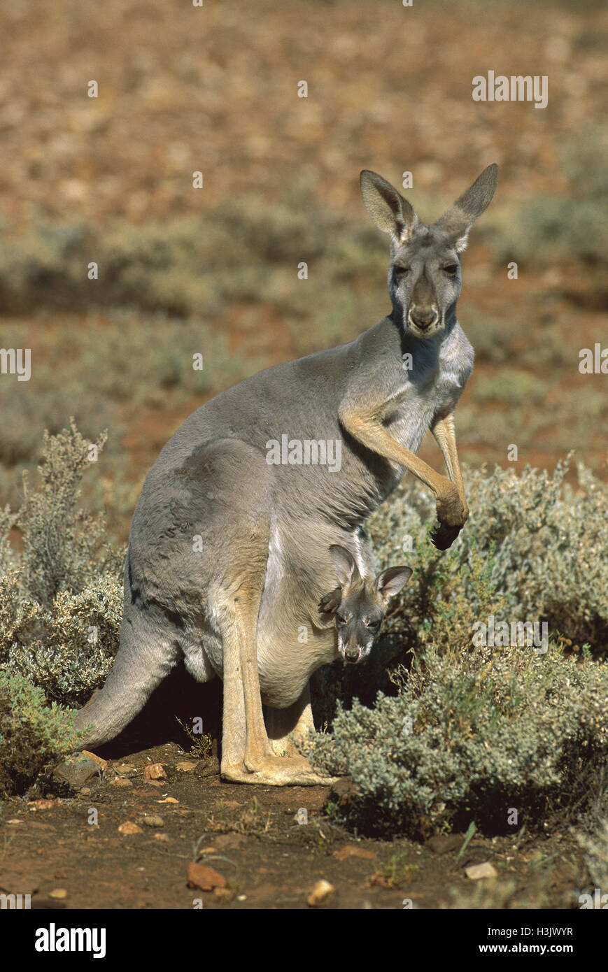 Red kangaroo (Macropus rufus Stock Photo - Alamy