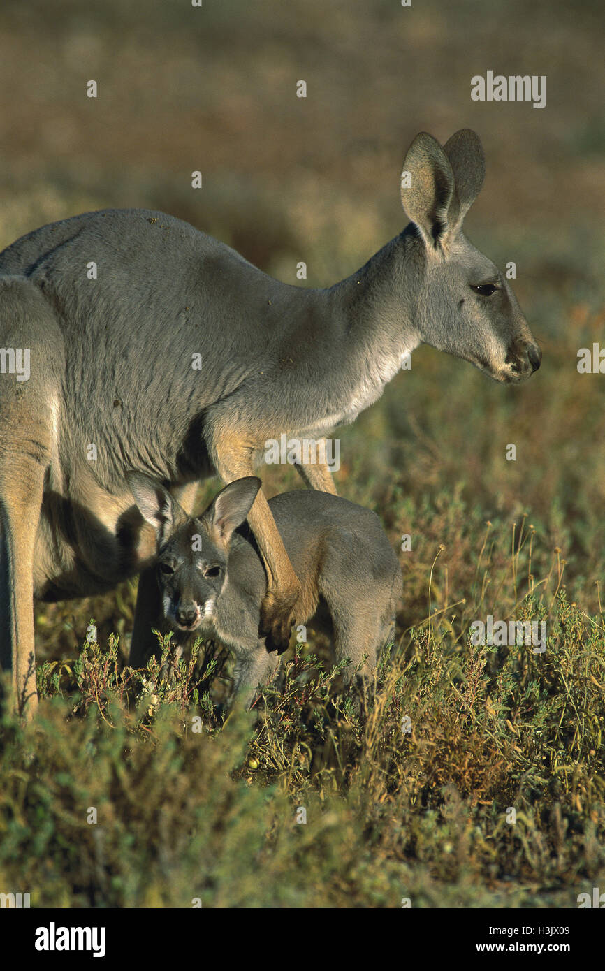 Red kangaroo (Macropus rufus Stock Photo - Alamy