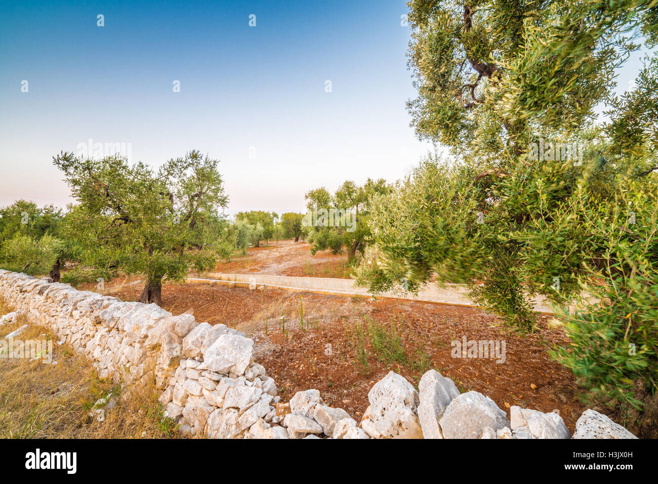 Olive trees red soil hi-res stock photography and images - Alamy