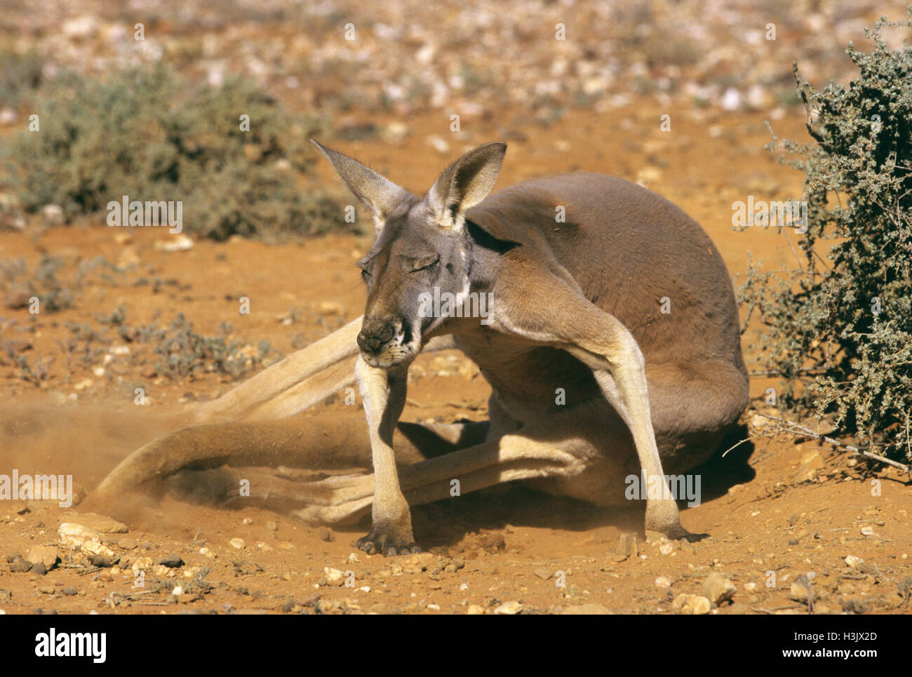 Red kangaroo (Macropus rufus Stock Photo - Alamy