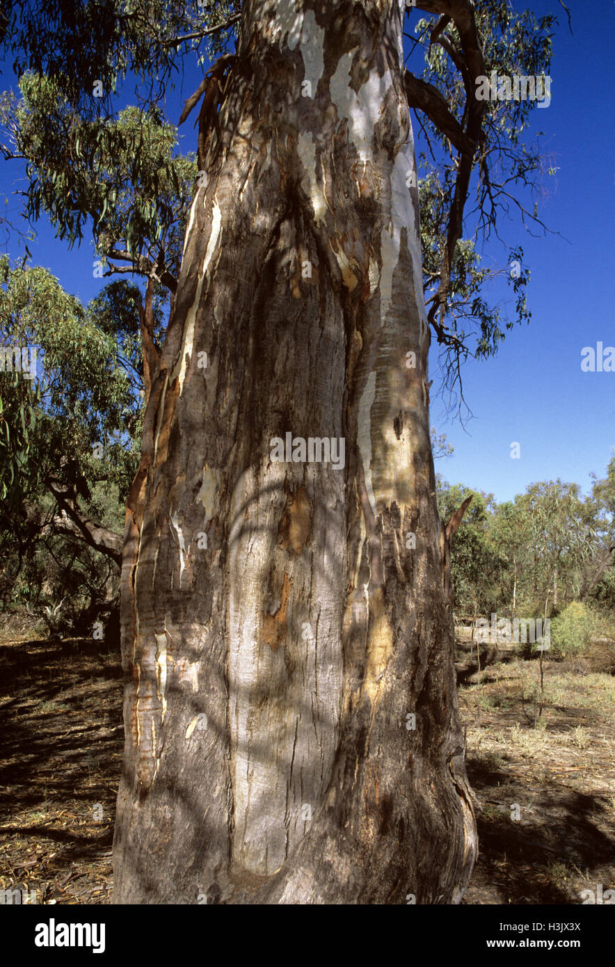 Canoe tree hi-res stock photography and images - Alamy