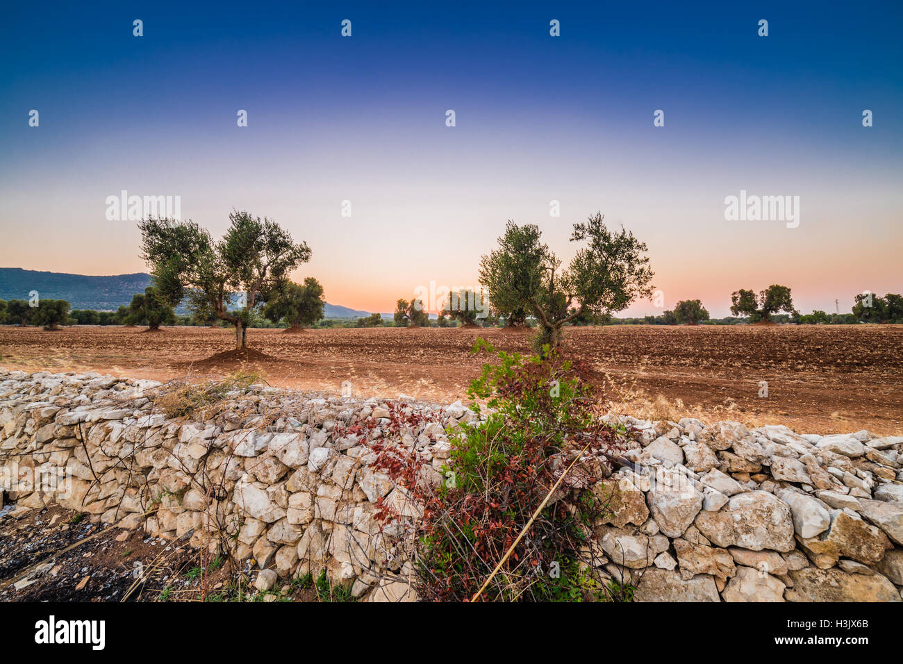 Olive trees red soil hi-res stock photography and images - Alamy
