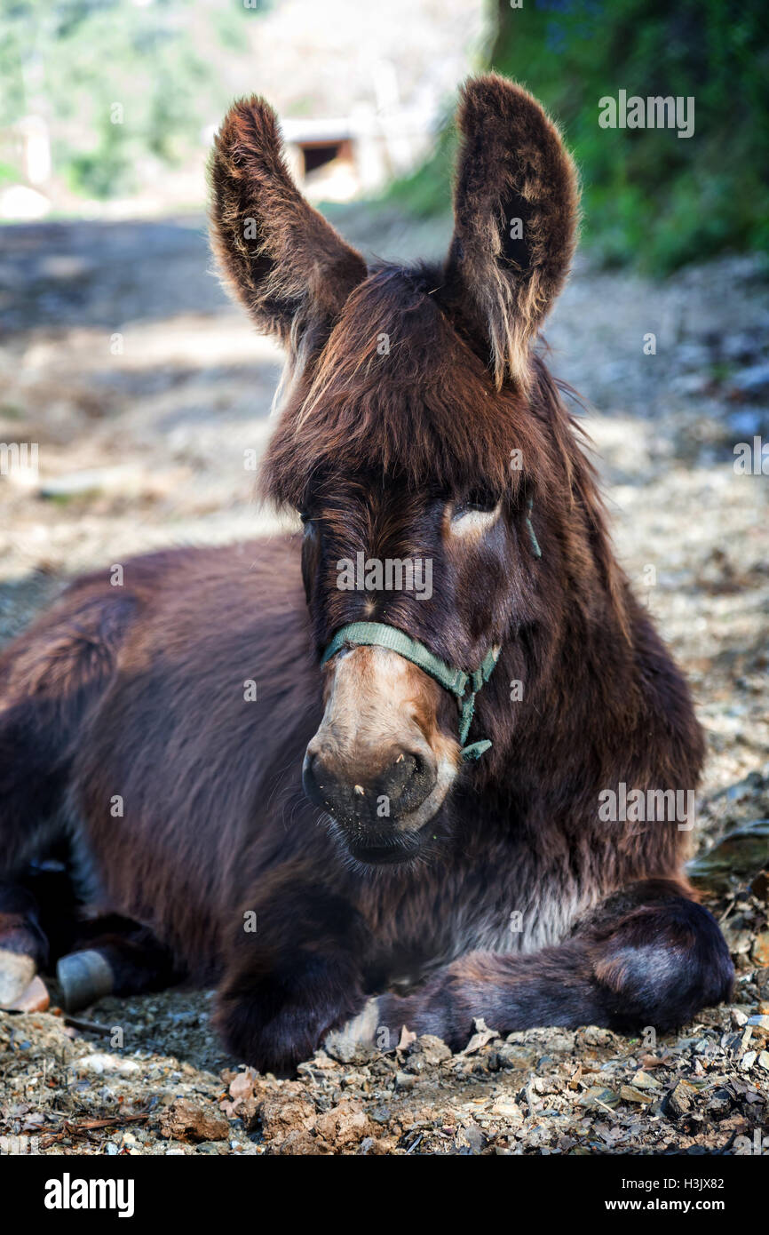 Farm Donkey portrait Stock Photo - Alamy