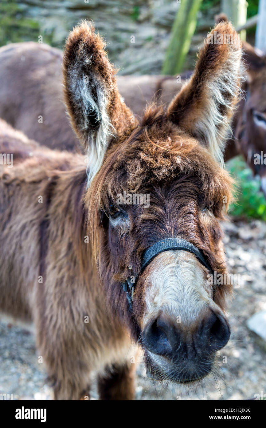 Farm Donkey portrait Stock Photo - Alamy