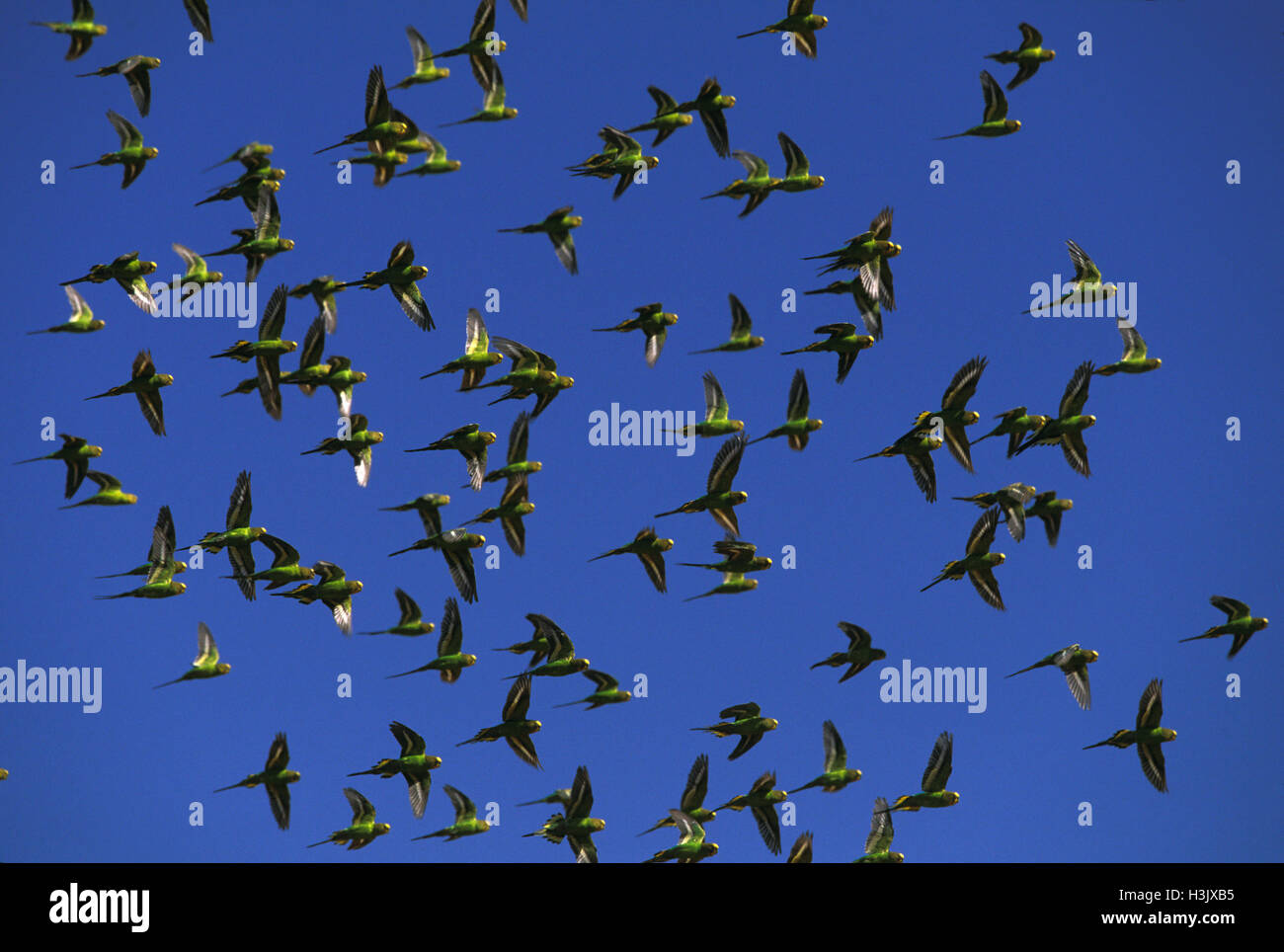 Budgie flying hi-res stock photography and images - Alamy