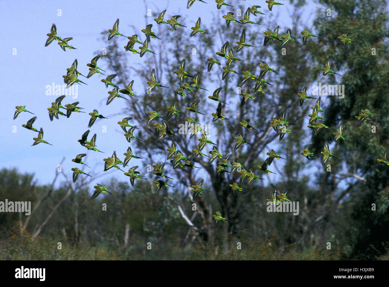 Budgie flying hi-res stock photography and images - Alamy