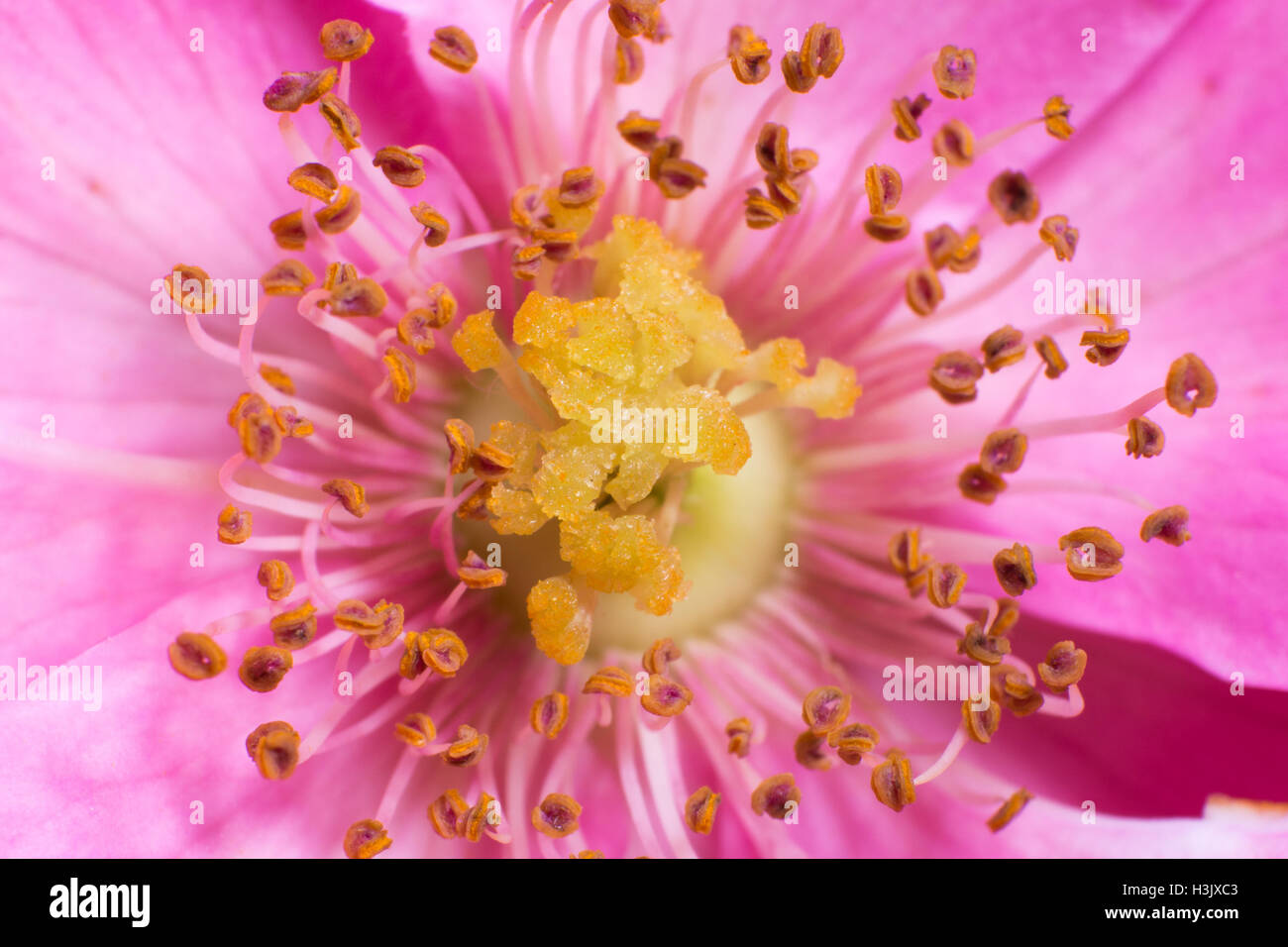 Macro shoot of pestle and stamens on a pink flower Stock Photo - Alamy