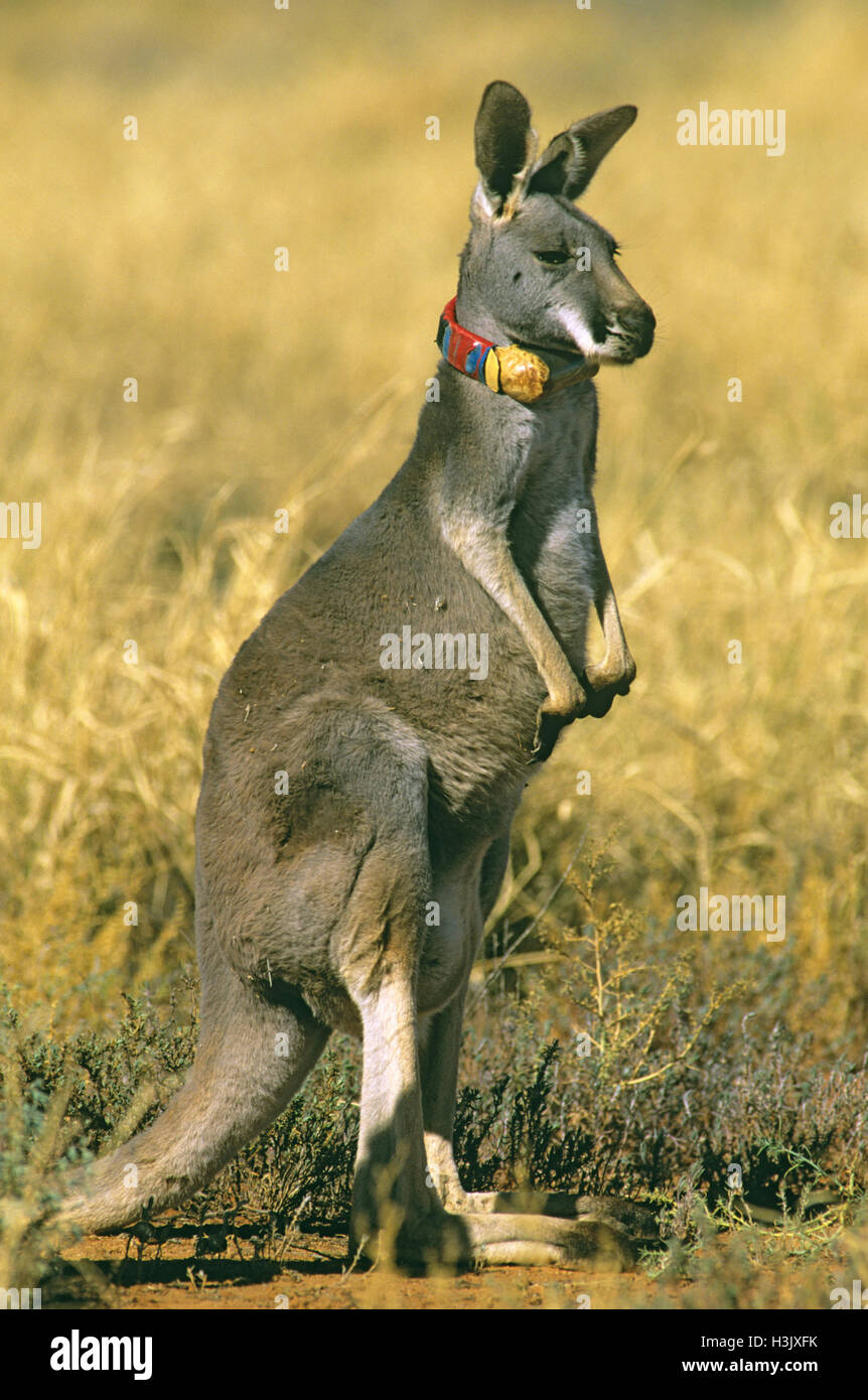 Red kangaroo (Macropus rufus Stock Photo - Alamy