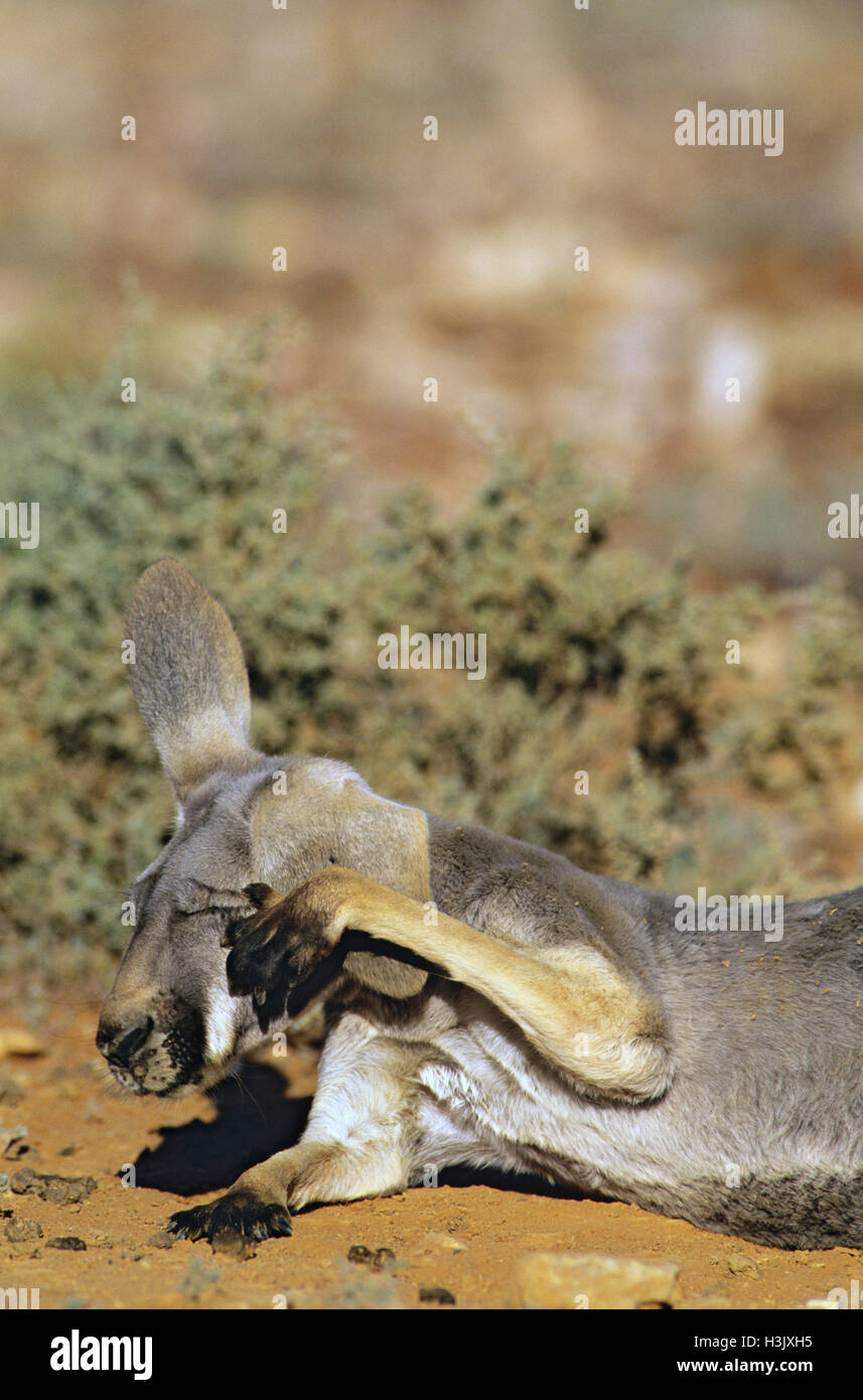 Red kangaroo (Macropus rufus Stock Photo - Alamy