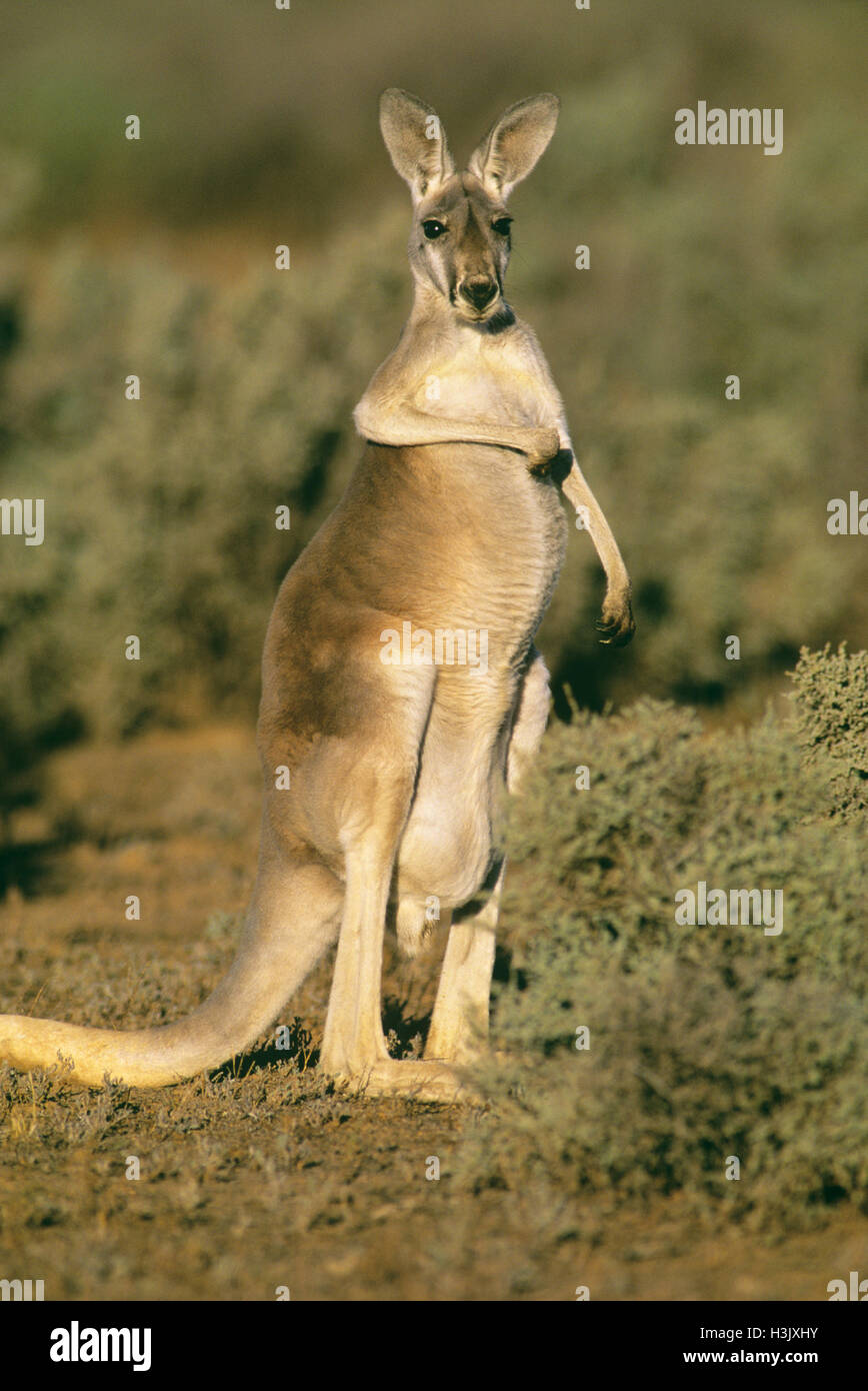 Red kangaroo (Macropus rufus Stock Photo - Alamy