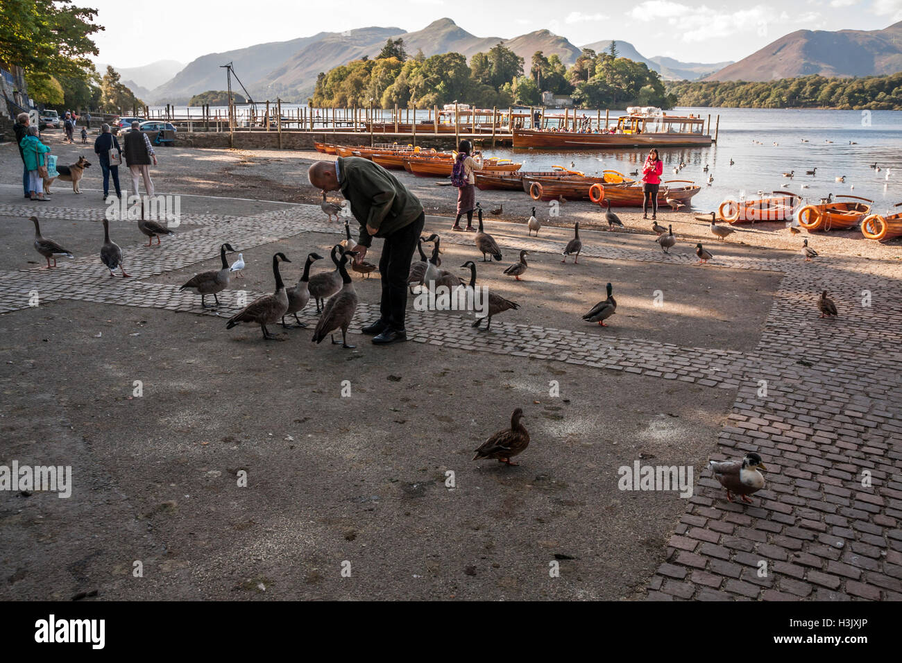 Man feeding ducks hi-res stock photography and images - Alamy