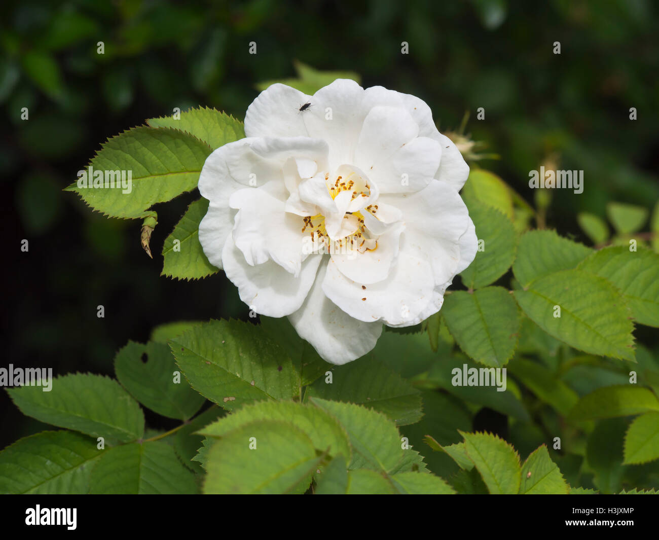 Single white old fashioned rose flower in full bloom with green leaves ...